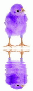 colour chick (in Animated GIFs)