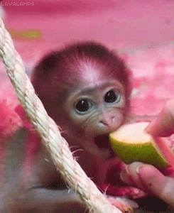 baby monkey (in Animated GIFs)