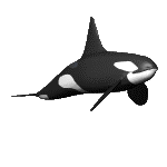 orca (in Animated GIFs)